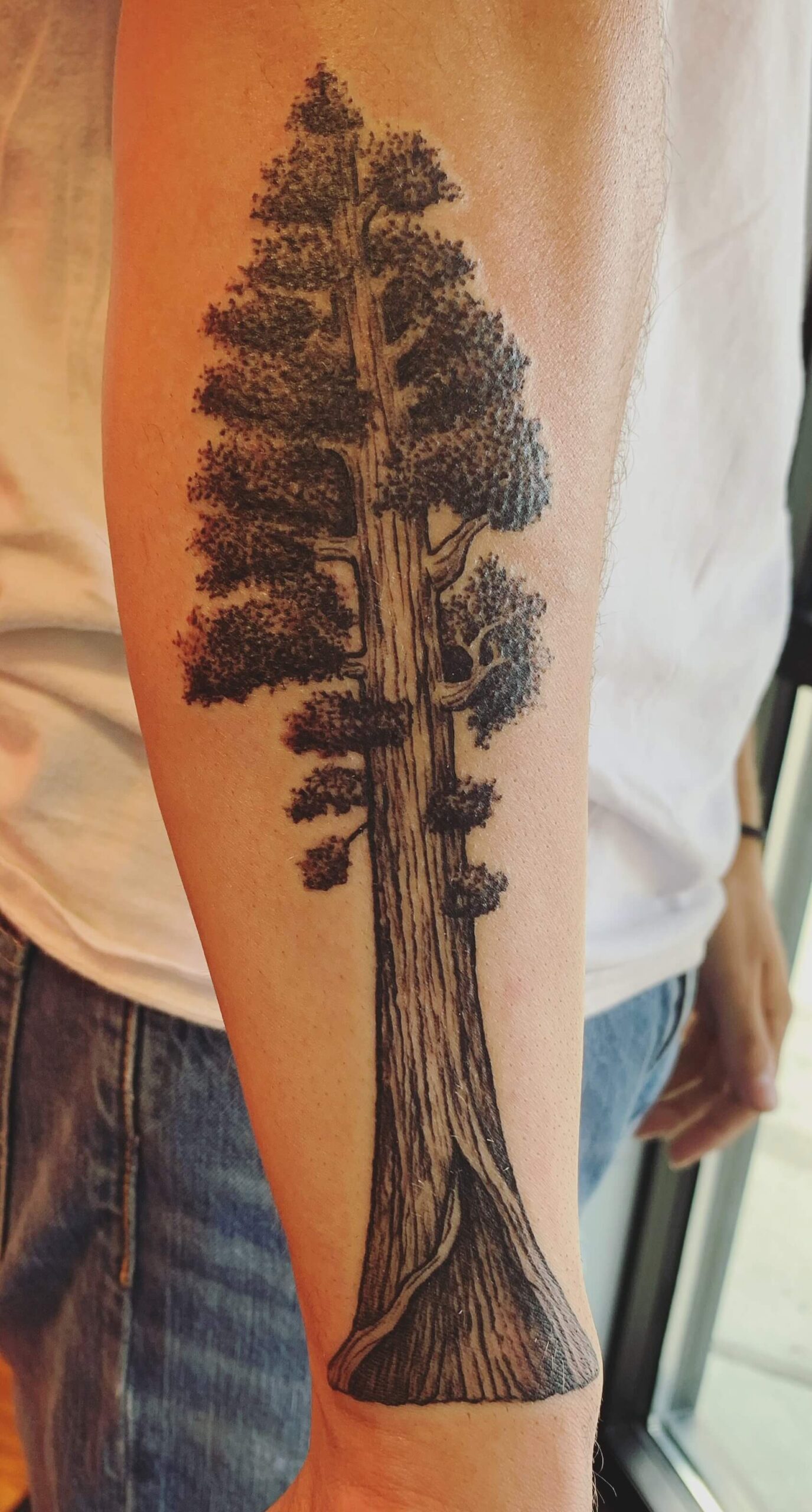 Sequoia Tree Tattoo